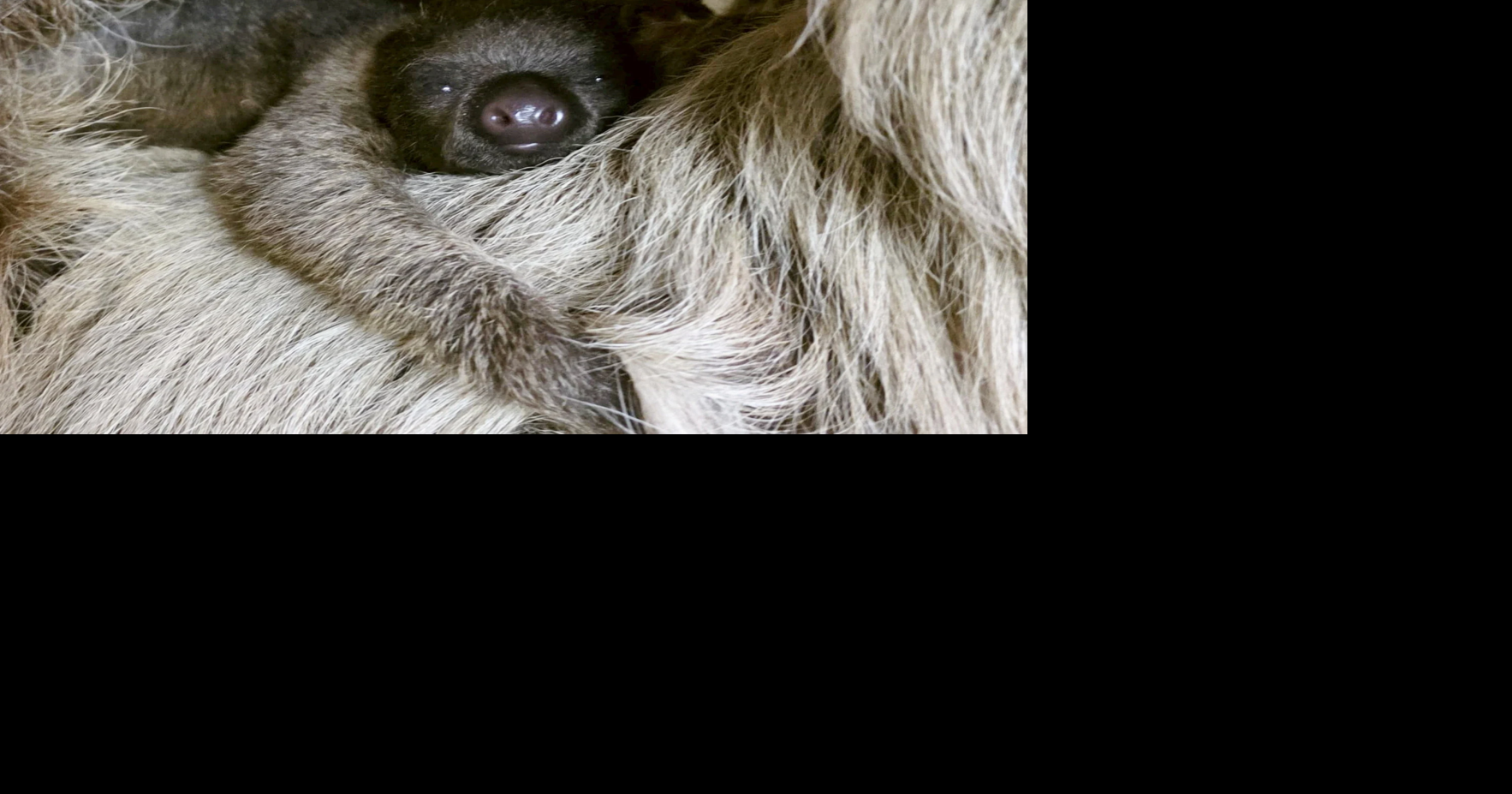 Second-oldest sloth becomes father again at 35 years old | National ...