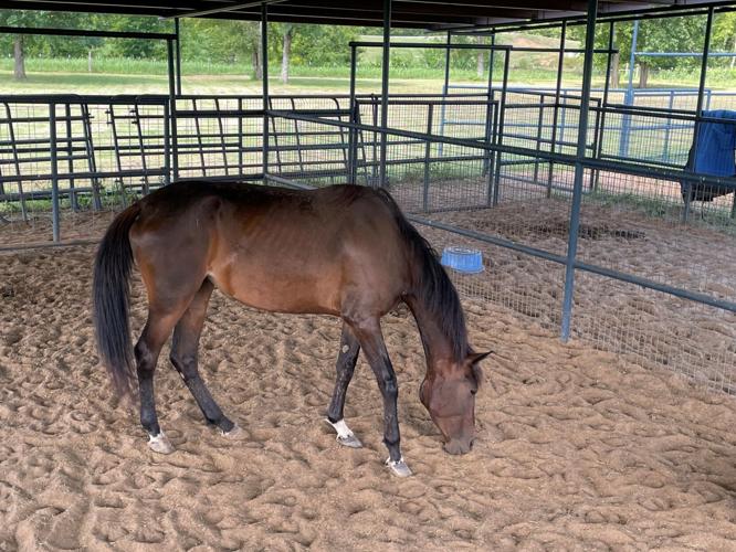 Silent auction to be held for loose livestock in Caddo Parish | News ...