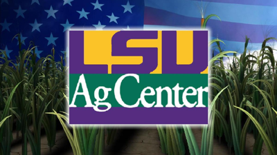 LSU AgCenter receives more than $1.6 million to study harmful roseau ...