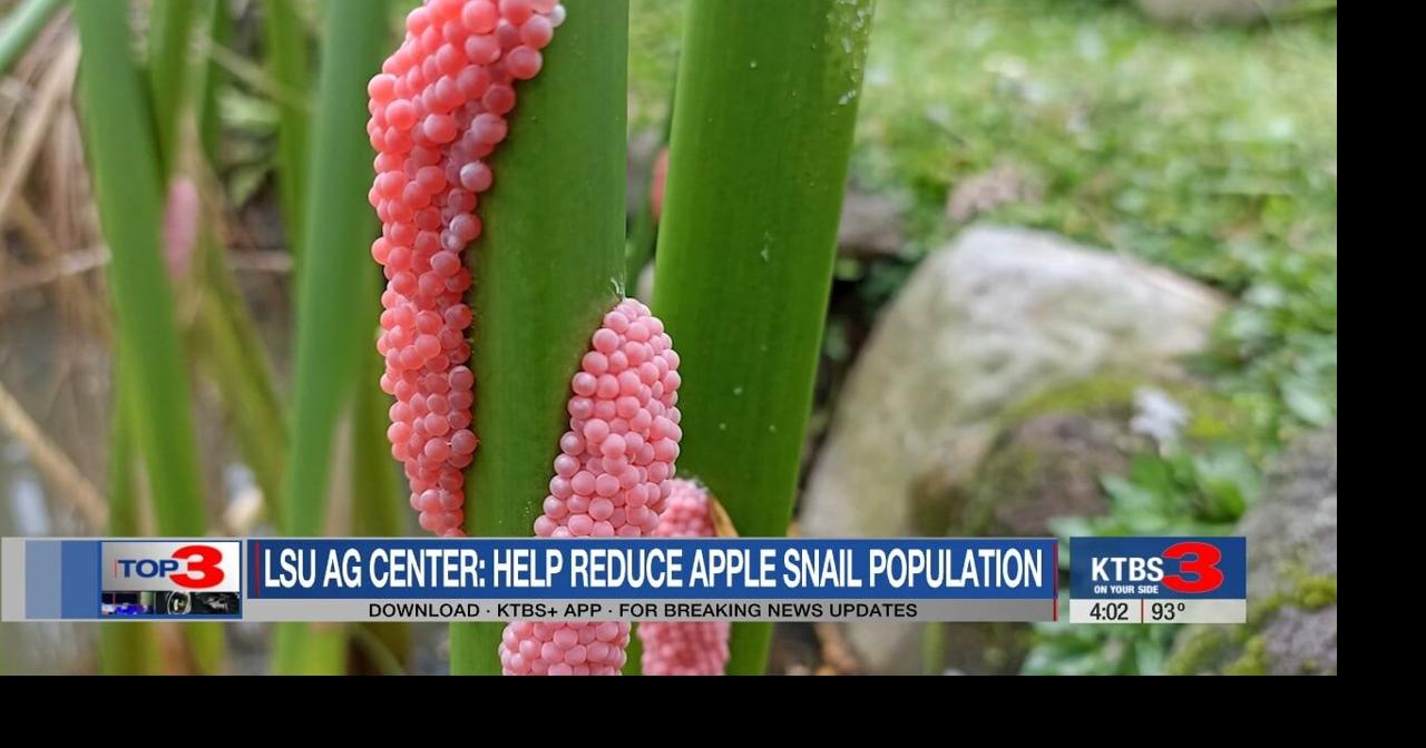 LSU AgCenter urges public to help control invasive apple snails | News ...