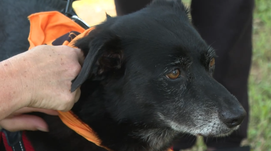 Dog looking for forever home after 7 years in Shreveport shelter has finally been adopted | News ...