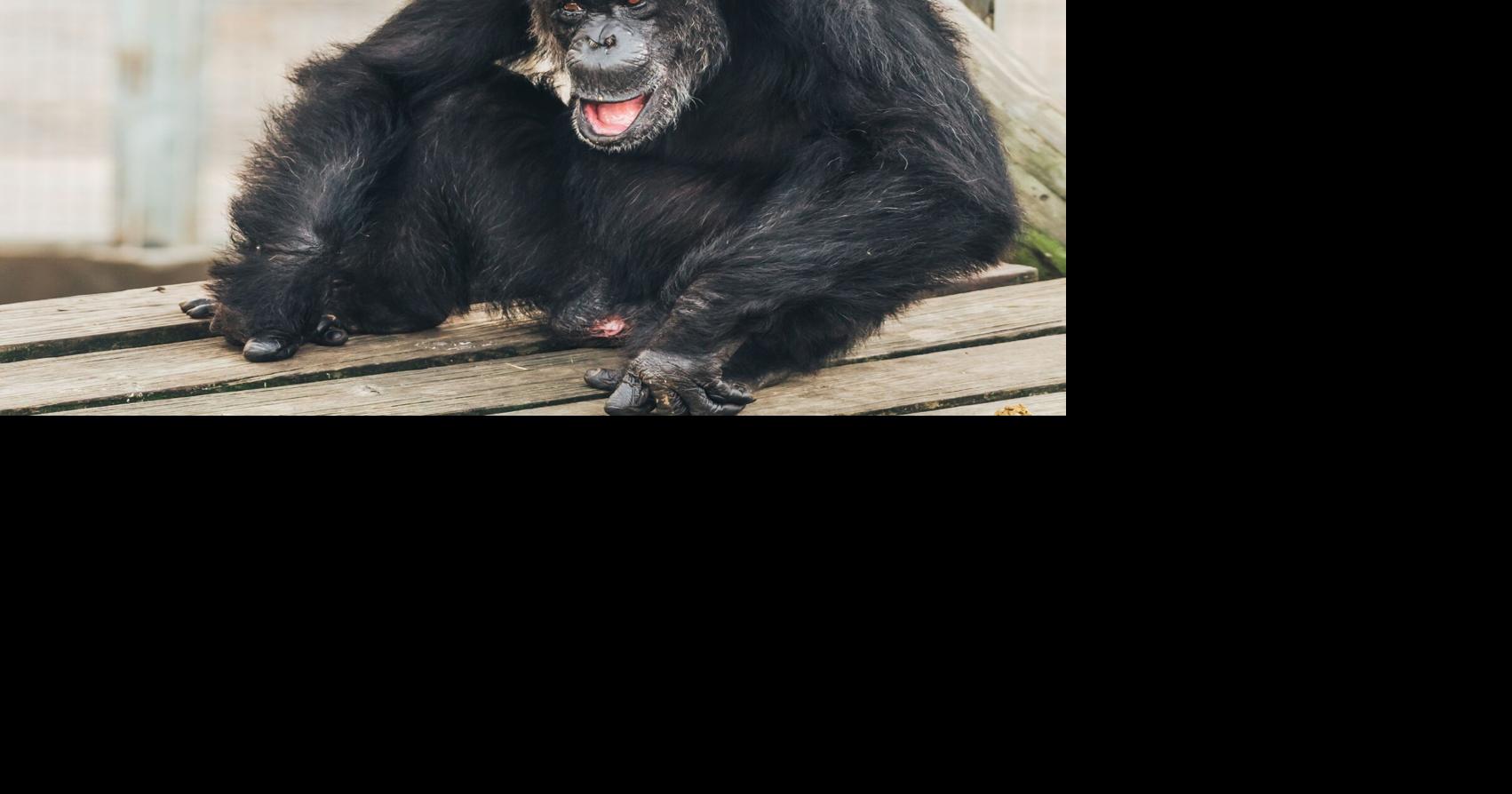 Chimp Haven celebrates birthdays of nation's 2 oldest living male ...