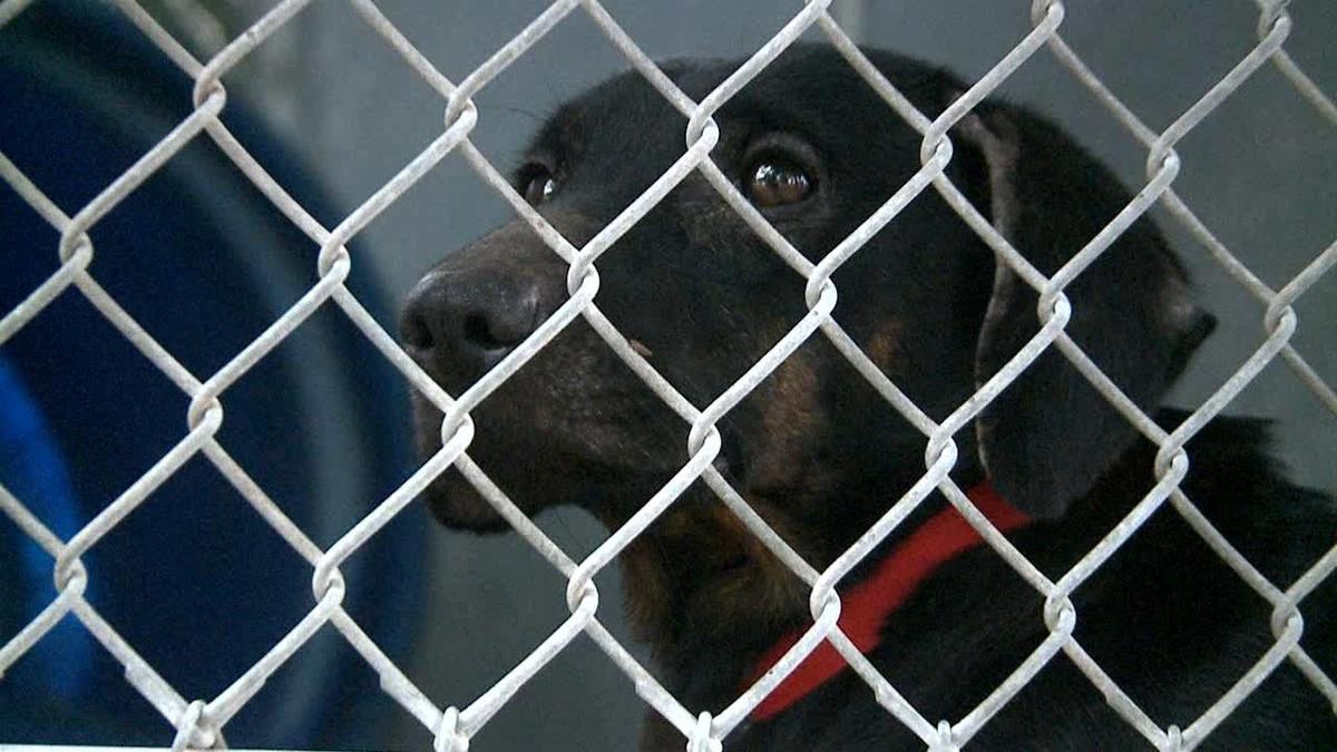 Only two animals adopted from Caddo shelter on “National Dog Day ...