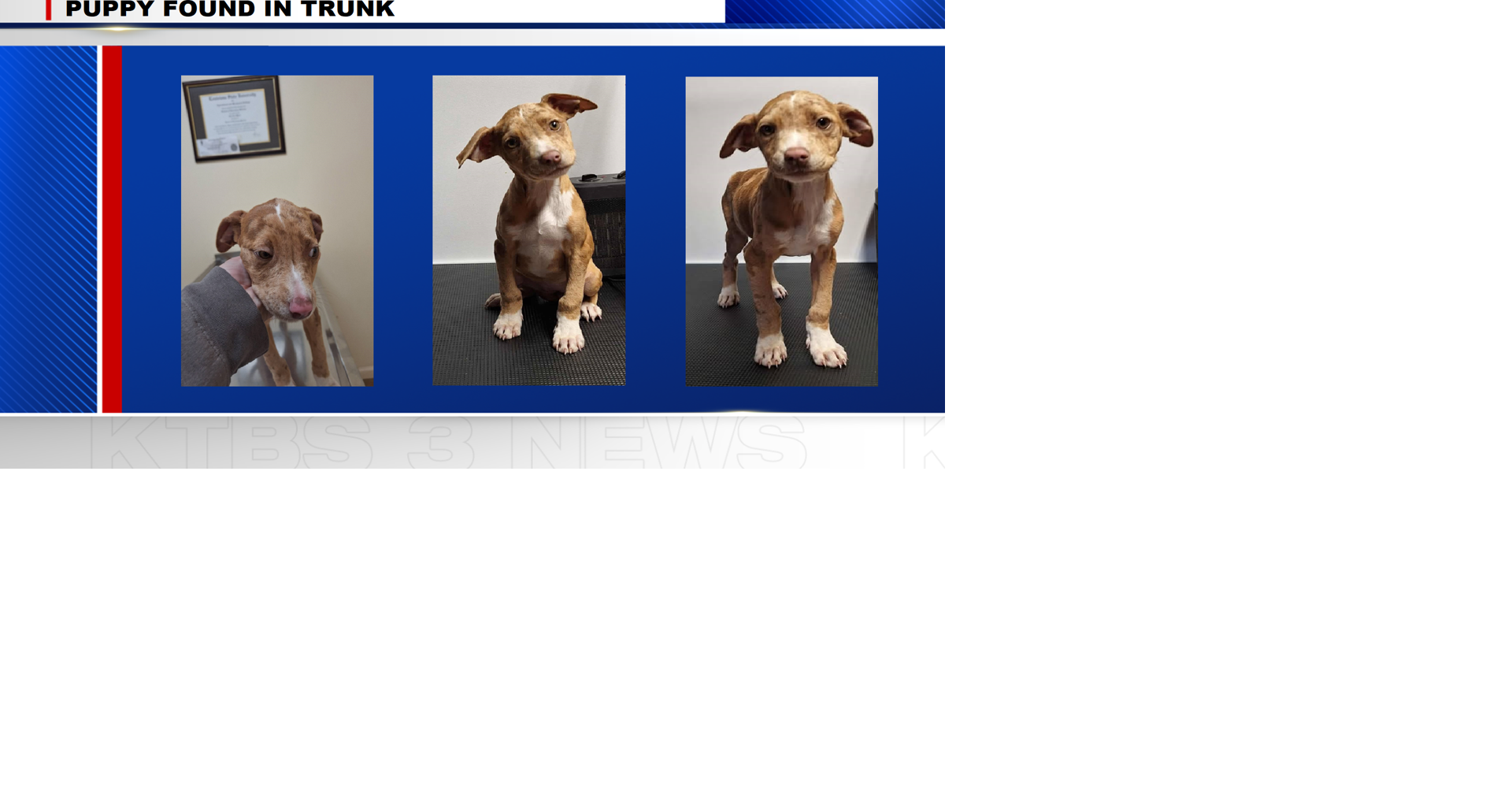 Police rescue puppy from car trunk in Allen Parish | Louisiana | ktbs.com