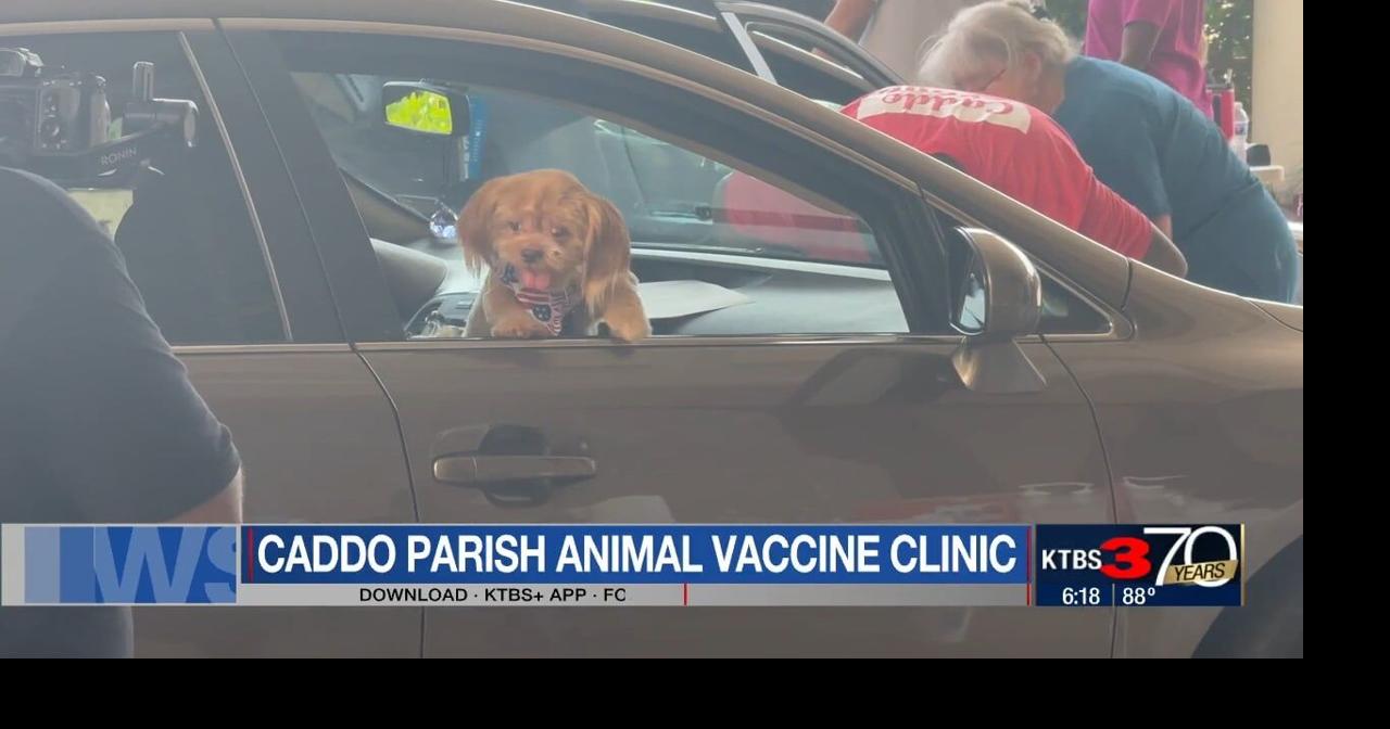 Caddo Parish offers free rabies shots, microchipping for pets | News ...