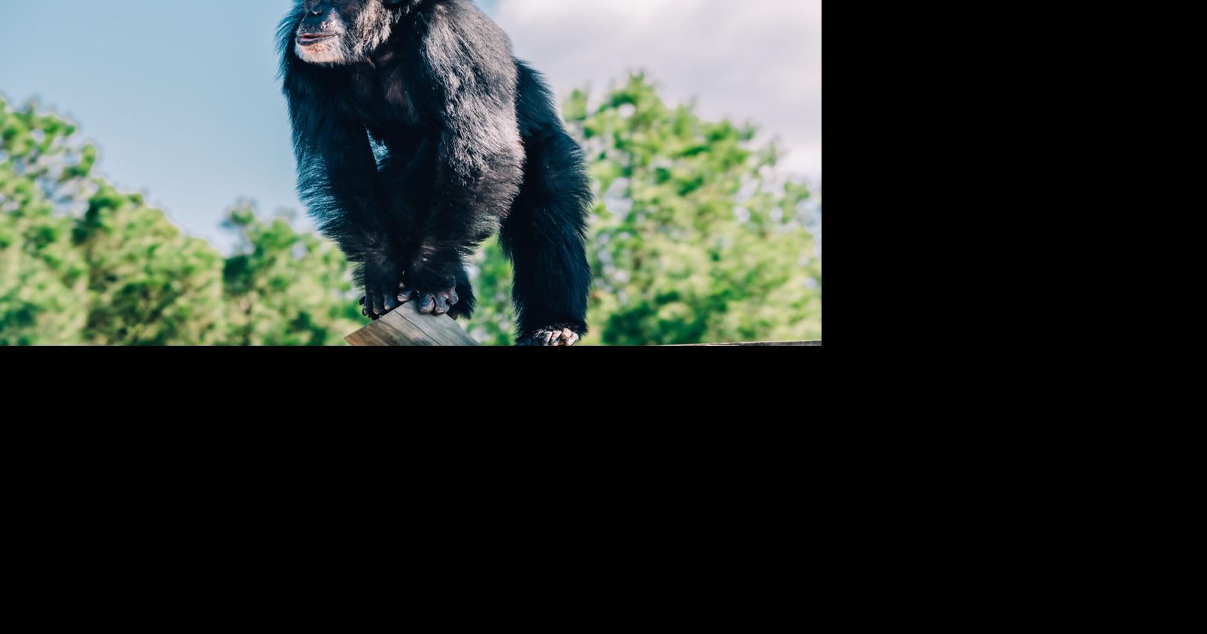 World’s largest chimpanzee sanctuary to reopen for exclusive, rare ...