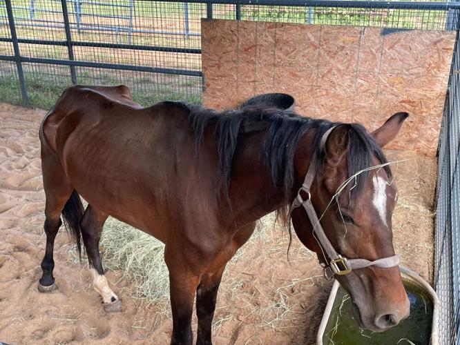 Silent auction to be held for loose livestock in Caddo Parish | News ...