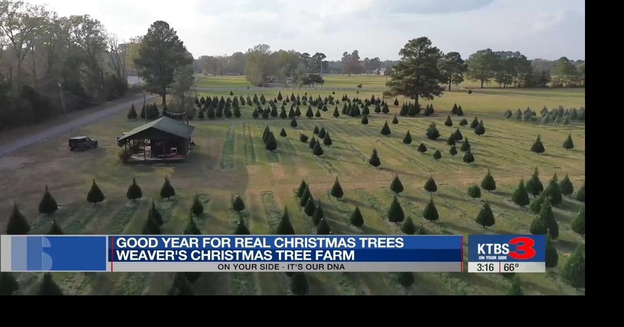 Weaver's Christmas Tree Farm: 'Tis the season for real Christmas trees ...