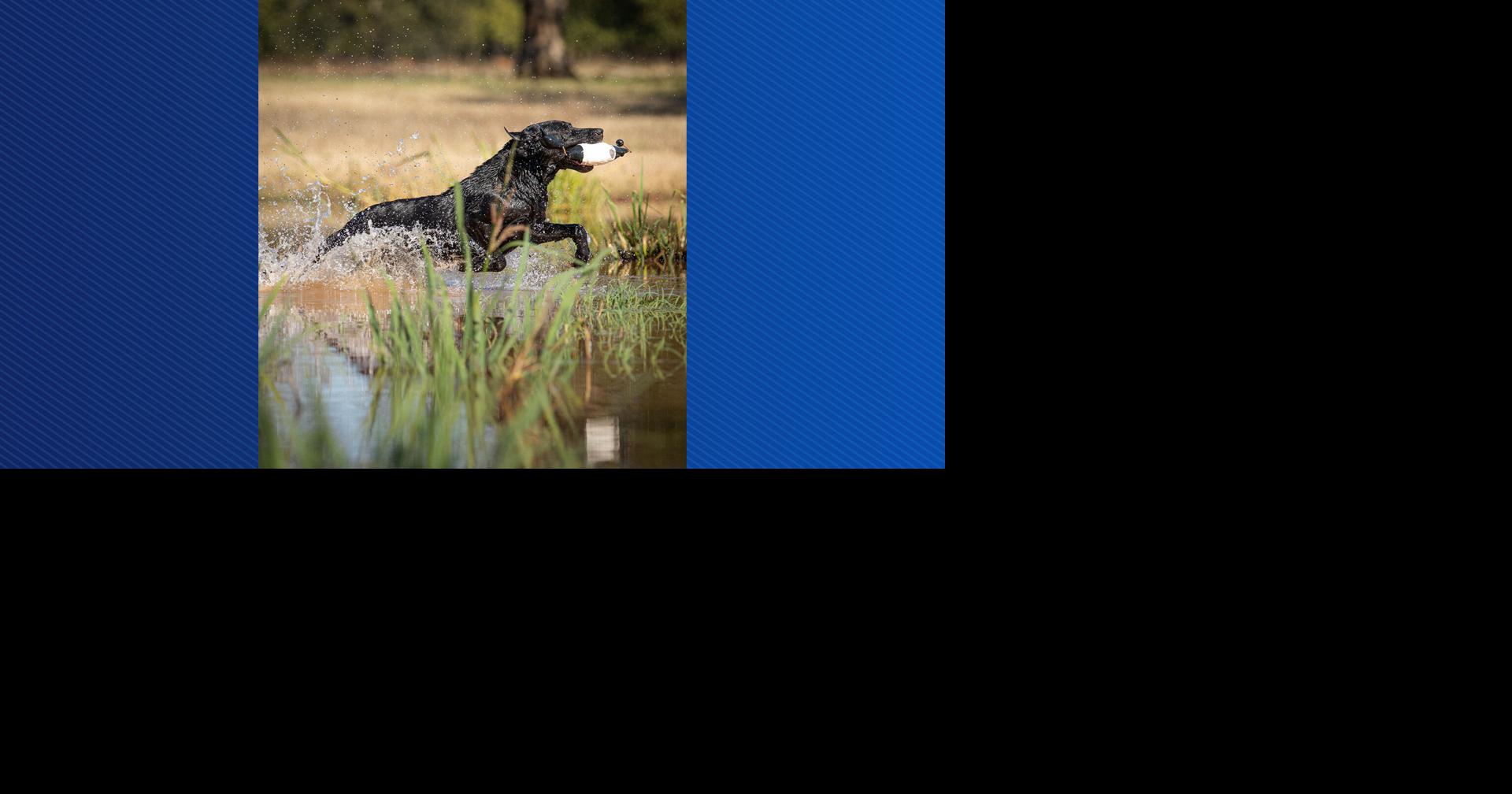 Nation’s top dogs compete at Super Retriever Series Crown Championship ...