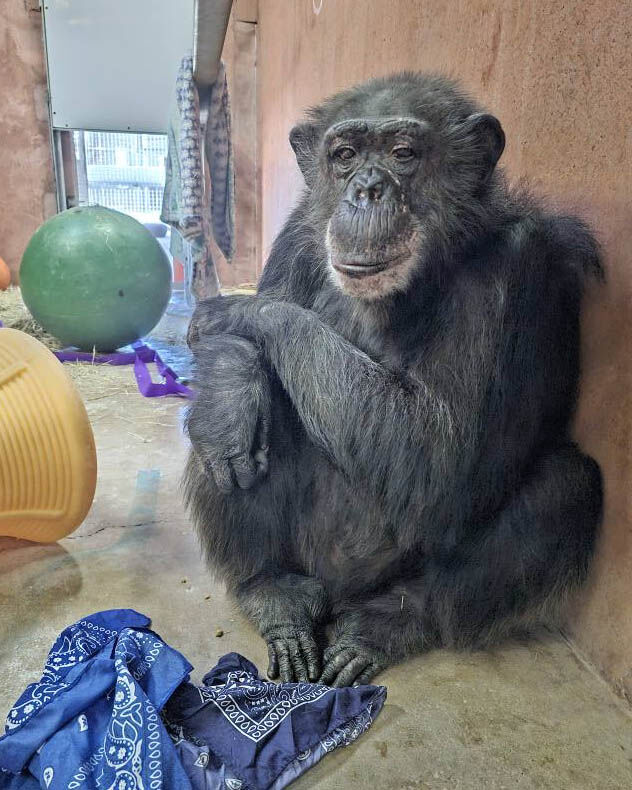 Chimp Haven welcomes first of Alamogordo Primate Facility chimps | News ...