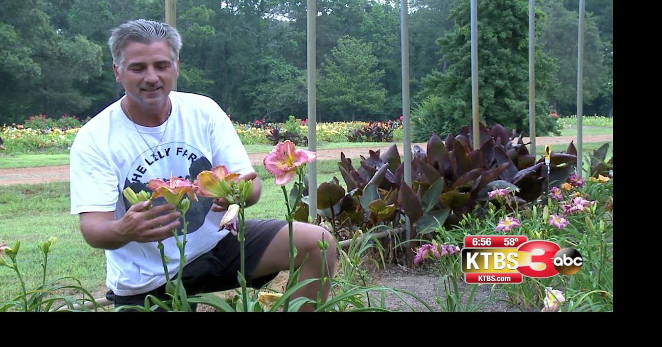 Rick Rowe's Rick's Rewind: The Day Lilies are Coming | In Case You ...