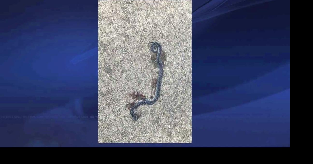 Snakes are out thanks to warmer weather and flooding | Texarkana | ktbs.com