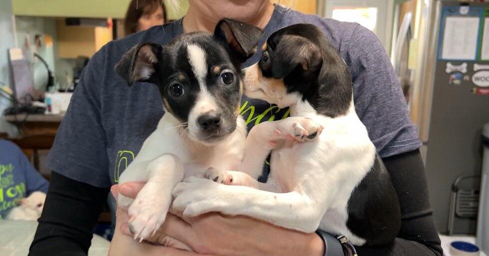 Ninna's Road to Rescue helps save dogs from hoarding situation | News ...