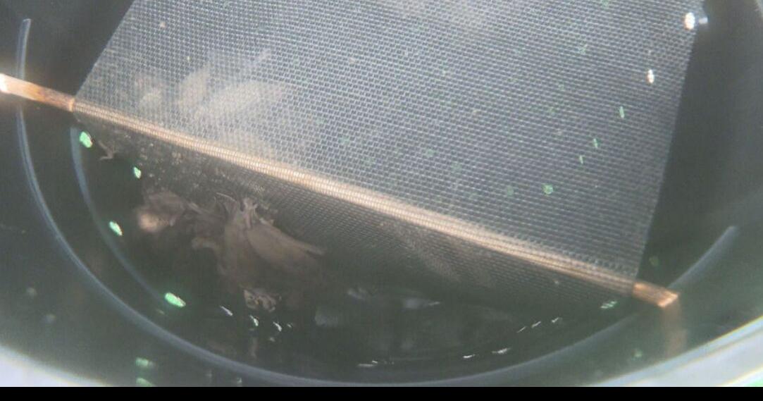 Outta here! Experts eject bats from Fair Grounds Field | News | ktbs.com