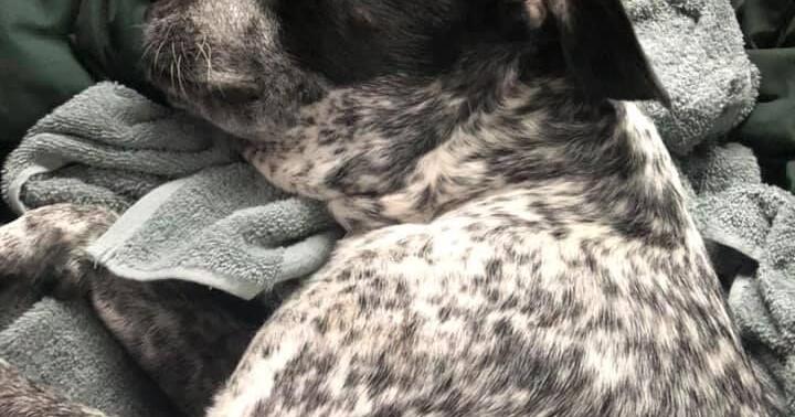 Donations sought for dog that survived Sabine Parish owner's fatal ...