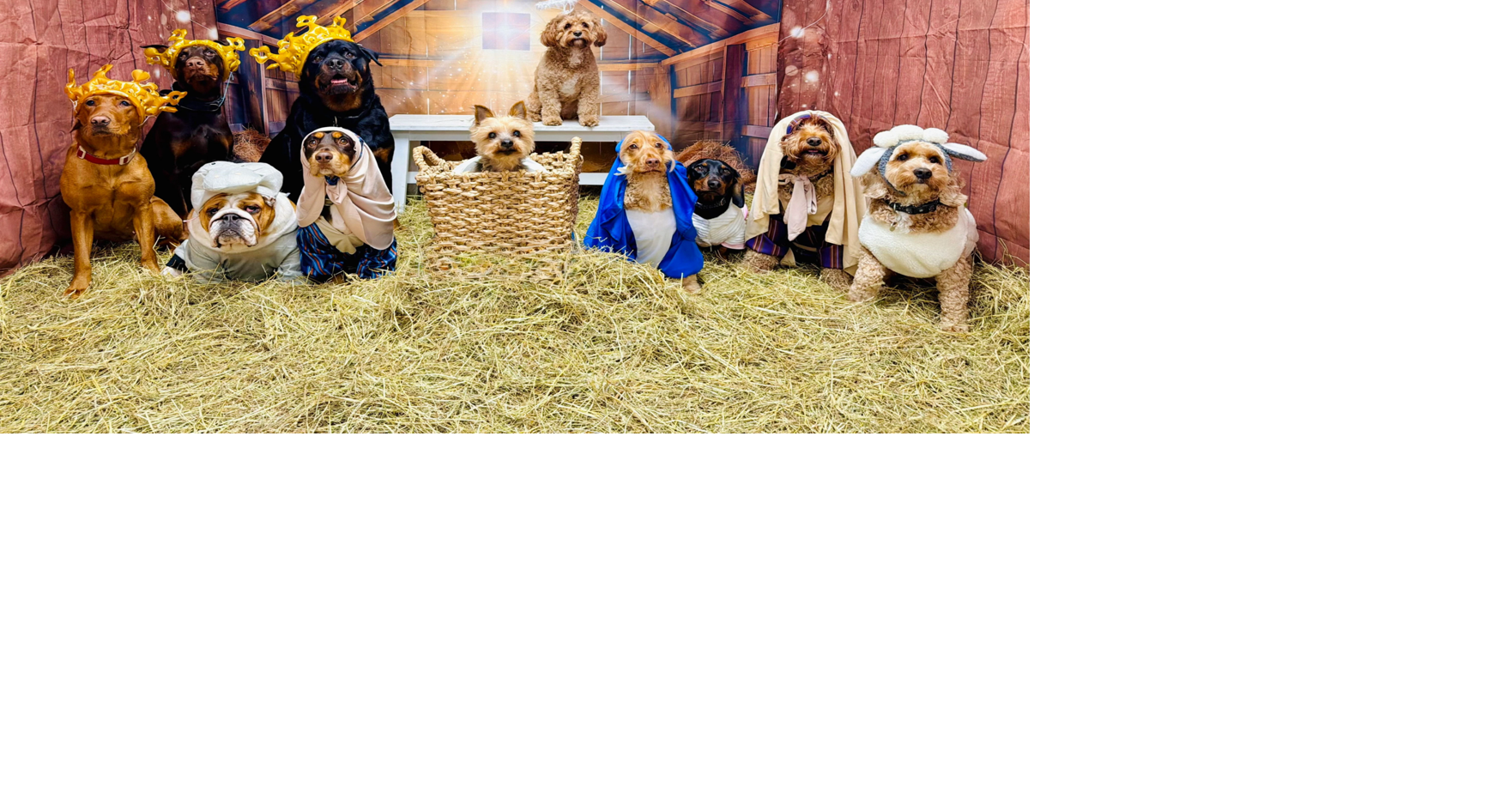 Pups at doggy daycare recreate festive Nativity scene | National | ktbs.com