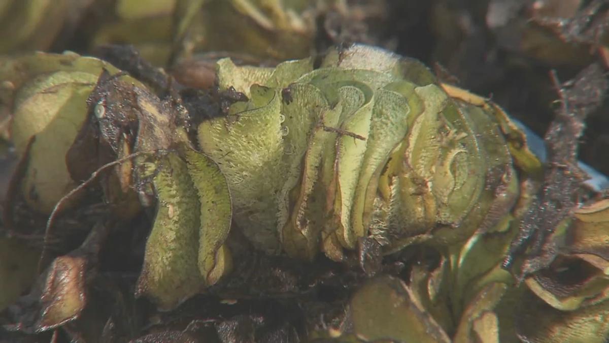 Surveying giant salvinia on Lake Bistineau from the air | ArkLaTex In ...