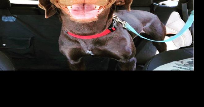 Caddo Animal Services to provide free rabies shots and microchips ...