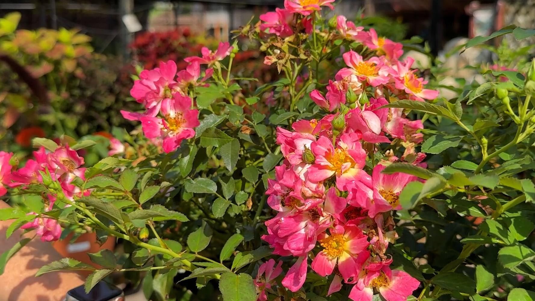 Pruning Knock Out roses now keeps blooms coming through fall | Johnette ...