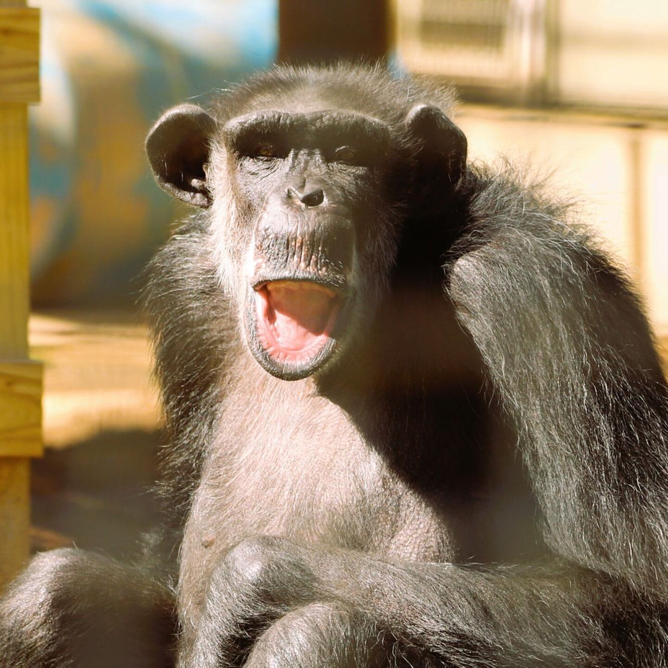 Chimp Haven welcomes first of Alamogordo Primate Facility chimps | News ...