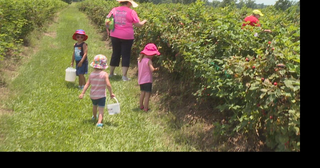 It's berry pickin' time in DeBerry, Texas | ArkLaTex In-Depth | ktbs.com