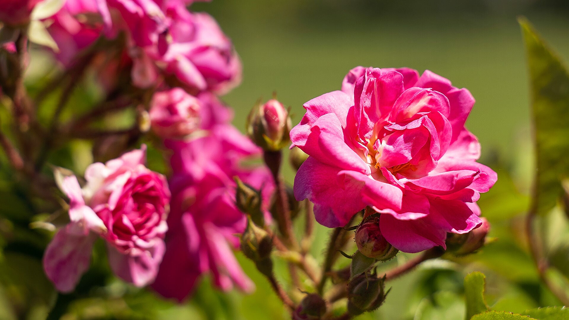 Louisiana Legislature names Peggy Martin Rose official state rose ...