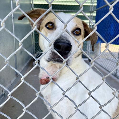 Nonprofit raising money for medical care for animals at Caddo Parish ...