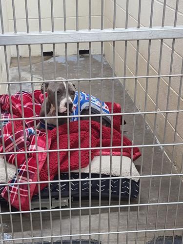 Starving pit bulls rescued, recovering in Sabine Parish | News | ktbs.com