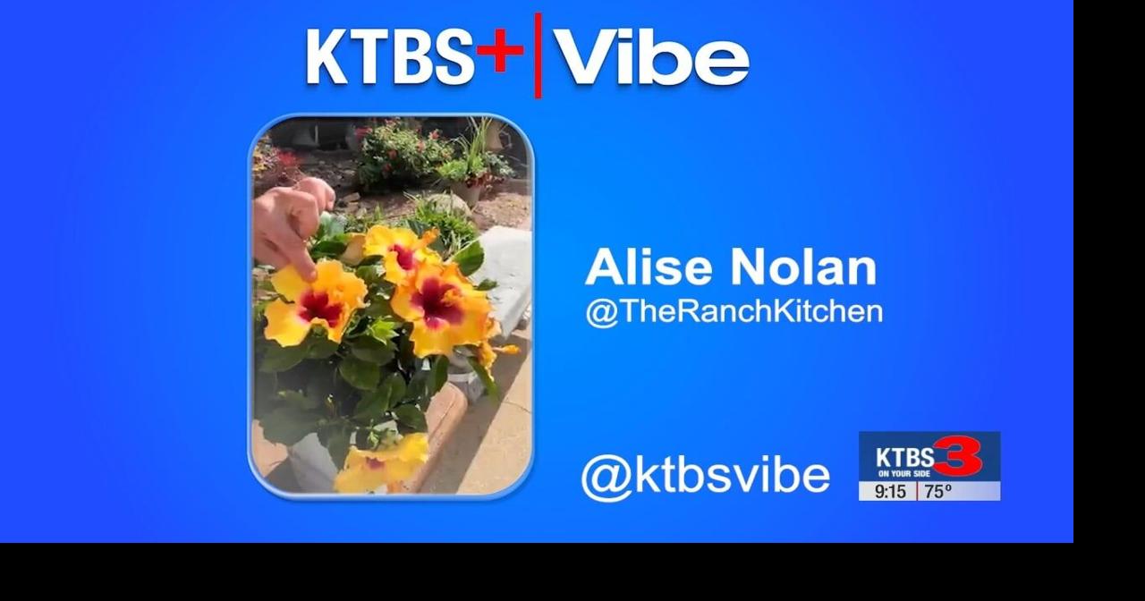 KTBS+Vibe: How to get your hibiscus to thrive | News | ktbs.com