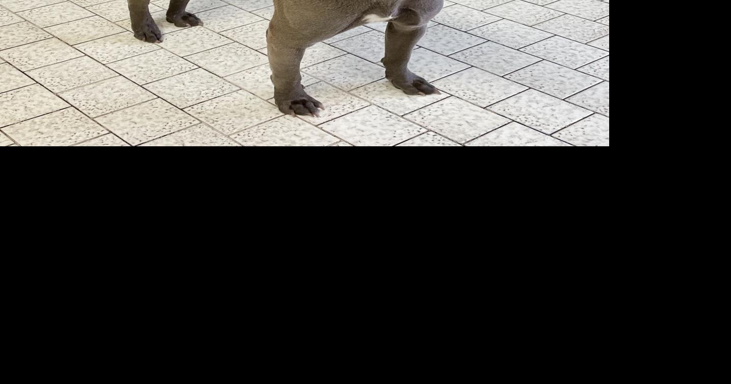 Massive intake numbers at Caddo Parish Animal Shelter | Community ...