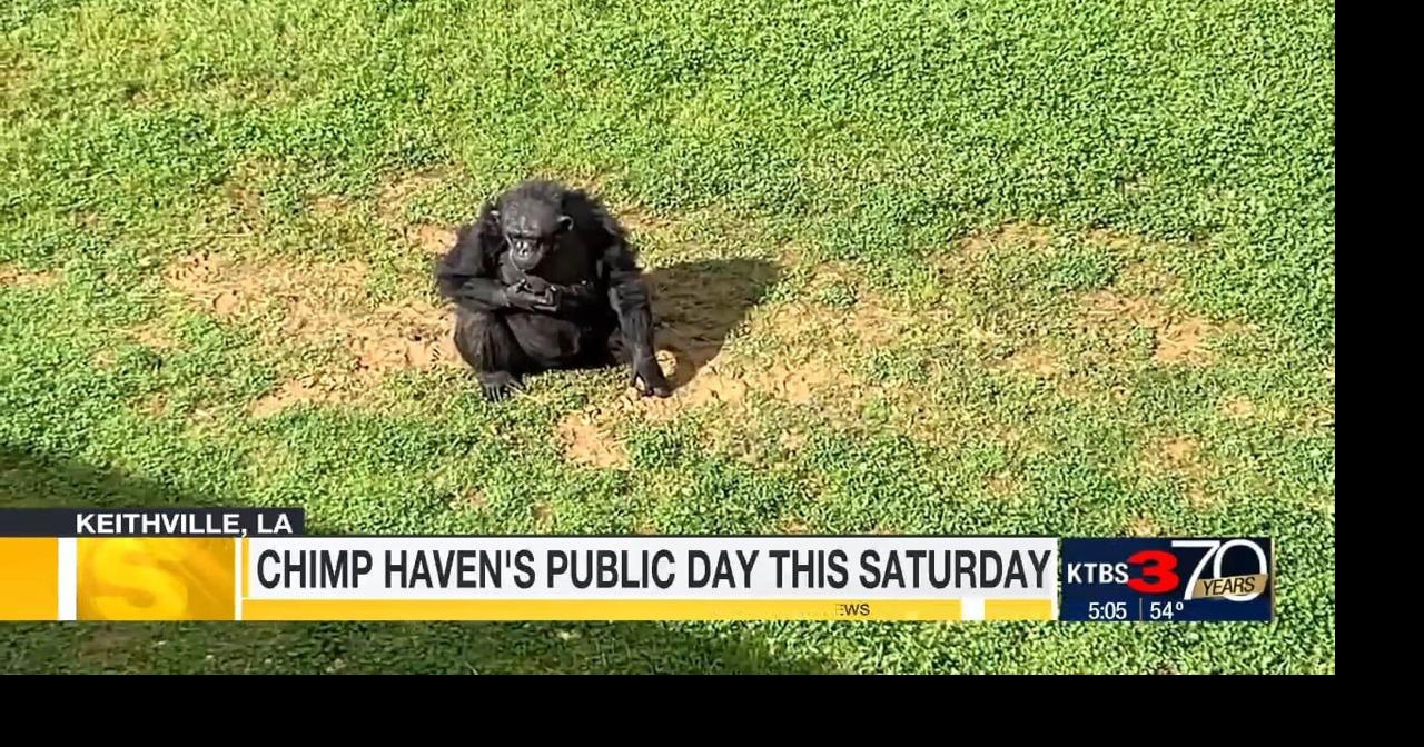 Tickets offered for Discovery Day at Chimp Haven Saturday | Calendar ...