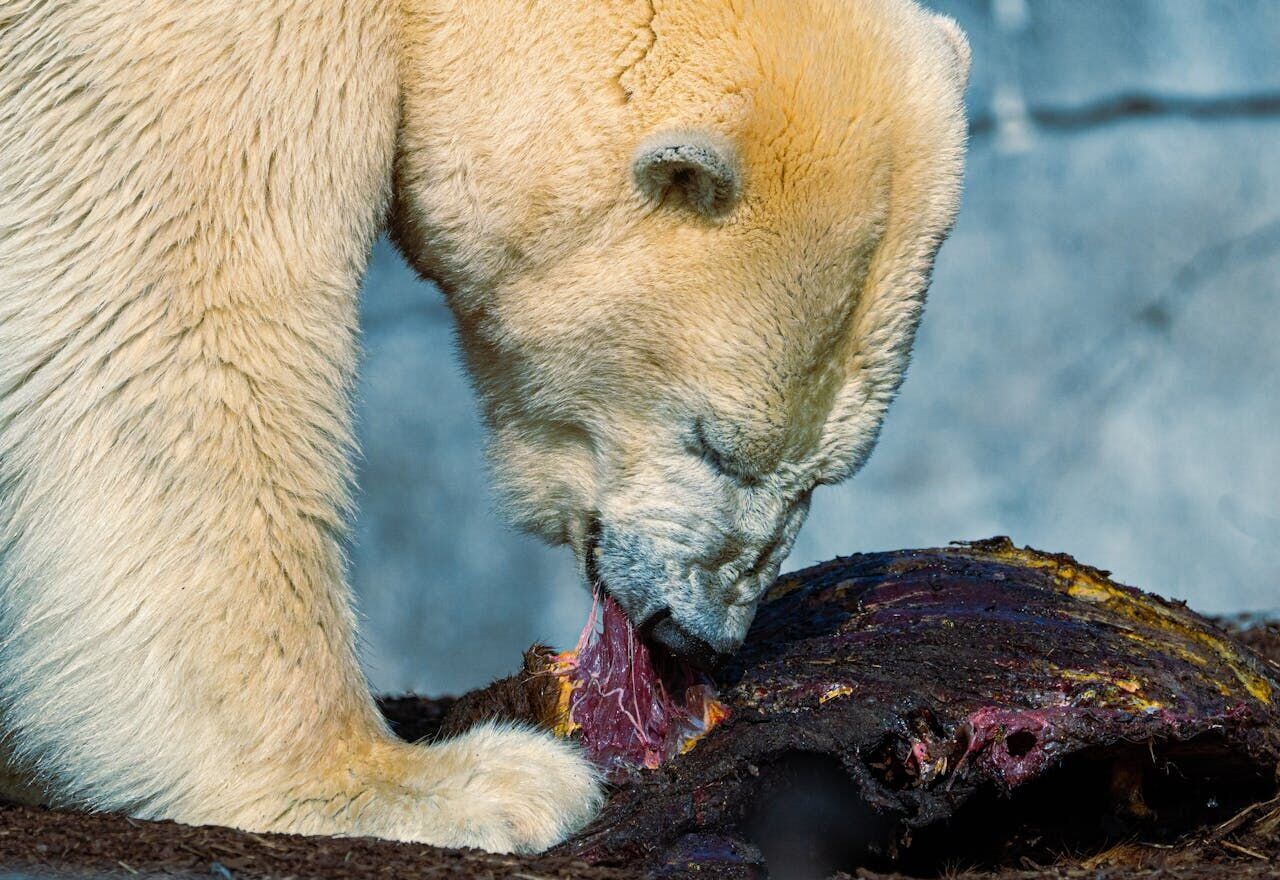 How polar bears provide food for other Arctic species | National | ktbs.com
