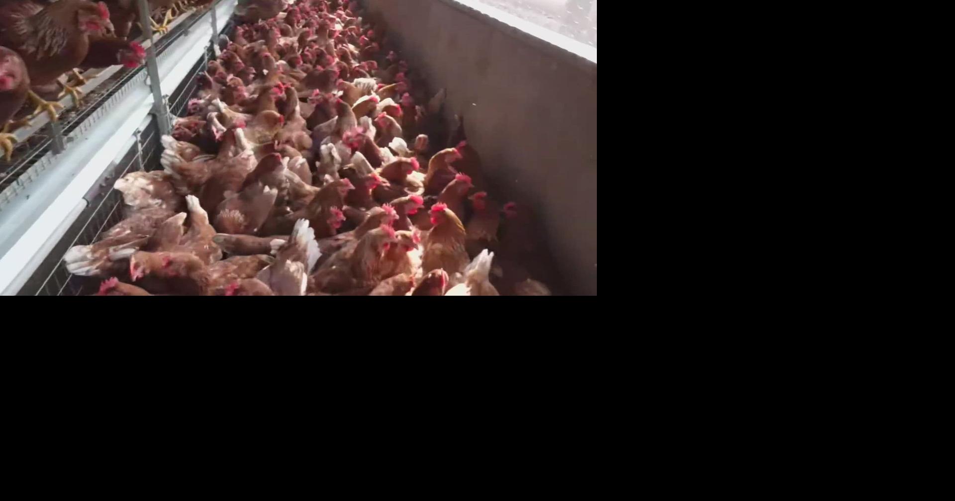 Avian flu hits East Texas poultry flock, becoming first case in state ...