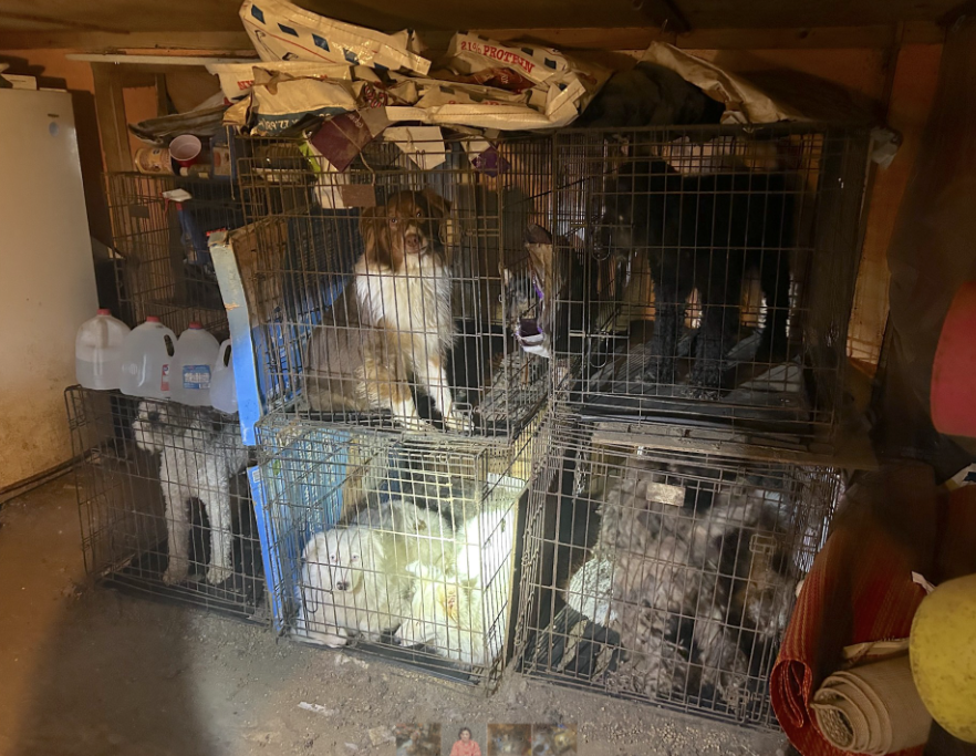 Webster Parish woman accused of dumping dogs arrested; 60 more found in ...