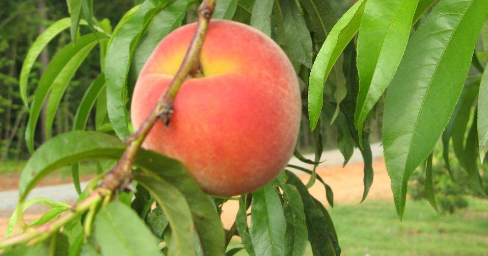 Ruston gearing up for annual Peach Festival | News | ktbs.com