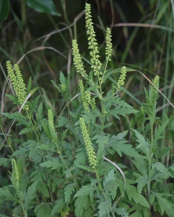 Ragweed pollen irritating people with allergies | News | ktbs.com