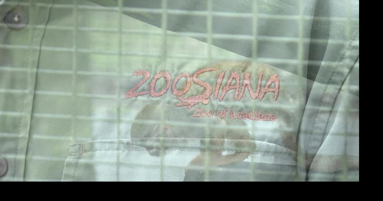 A dozen squirrel monkeys are missing from Zoosiana | | ktbs.com