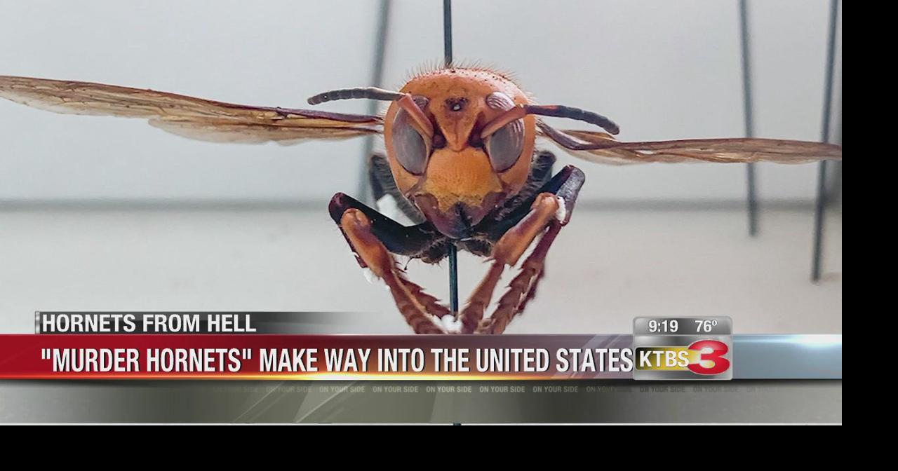 Invasive giant hornets have been spotted in the US for the first time ...