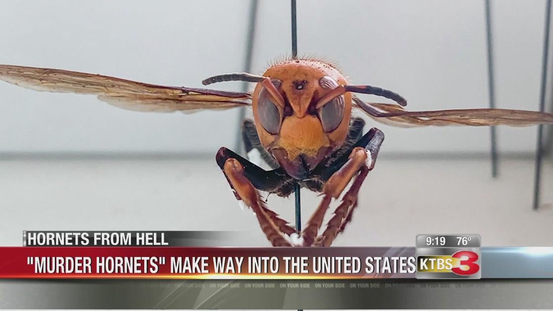 Invasive giant hornets have been spotted in the US for the first time ...