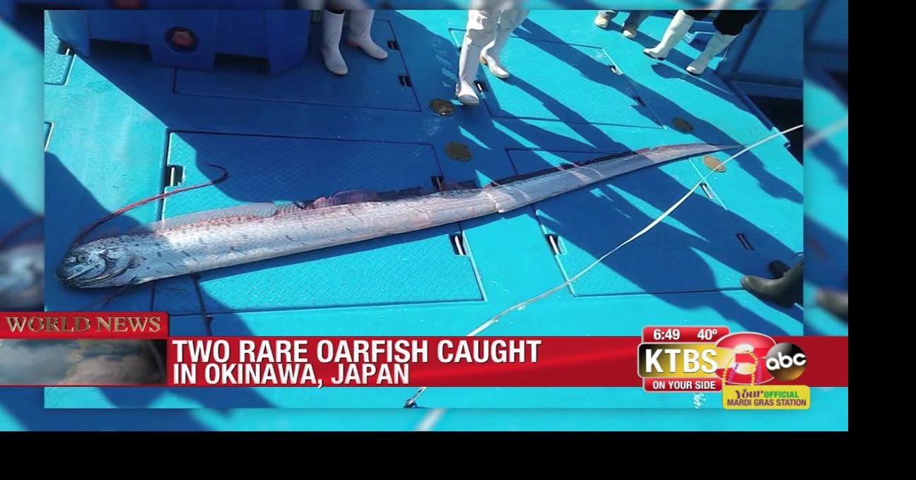 Two rare Oarfish caught off the coast of Okinawa Japan | In Case You ...
