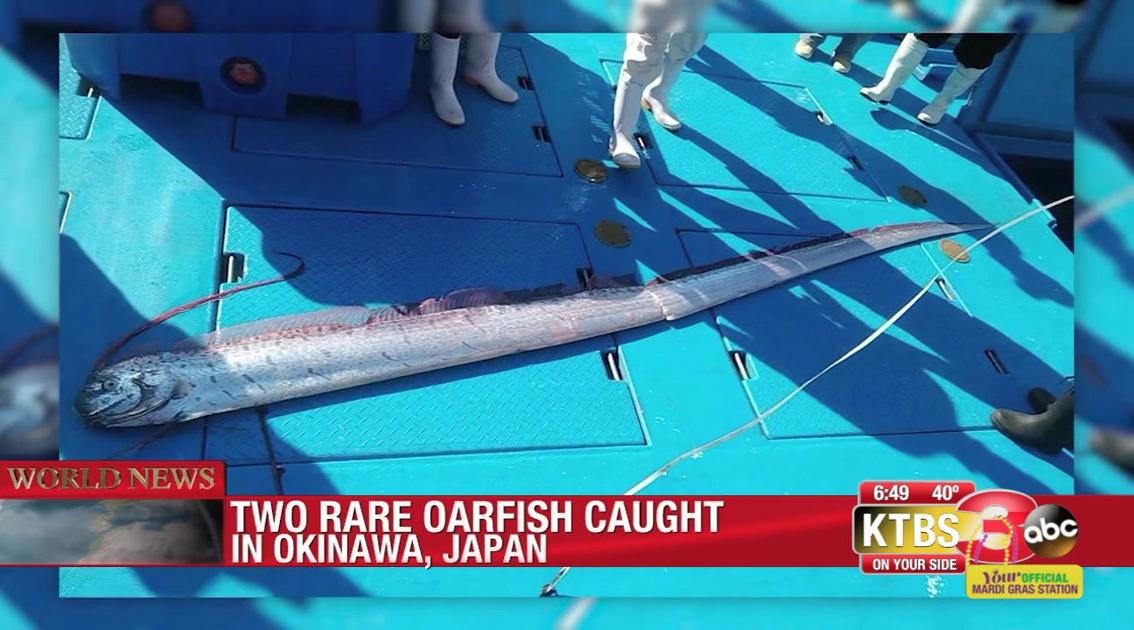 Two rare Oarfish caught off the coast of Okinawa Japan | In Case You ...