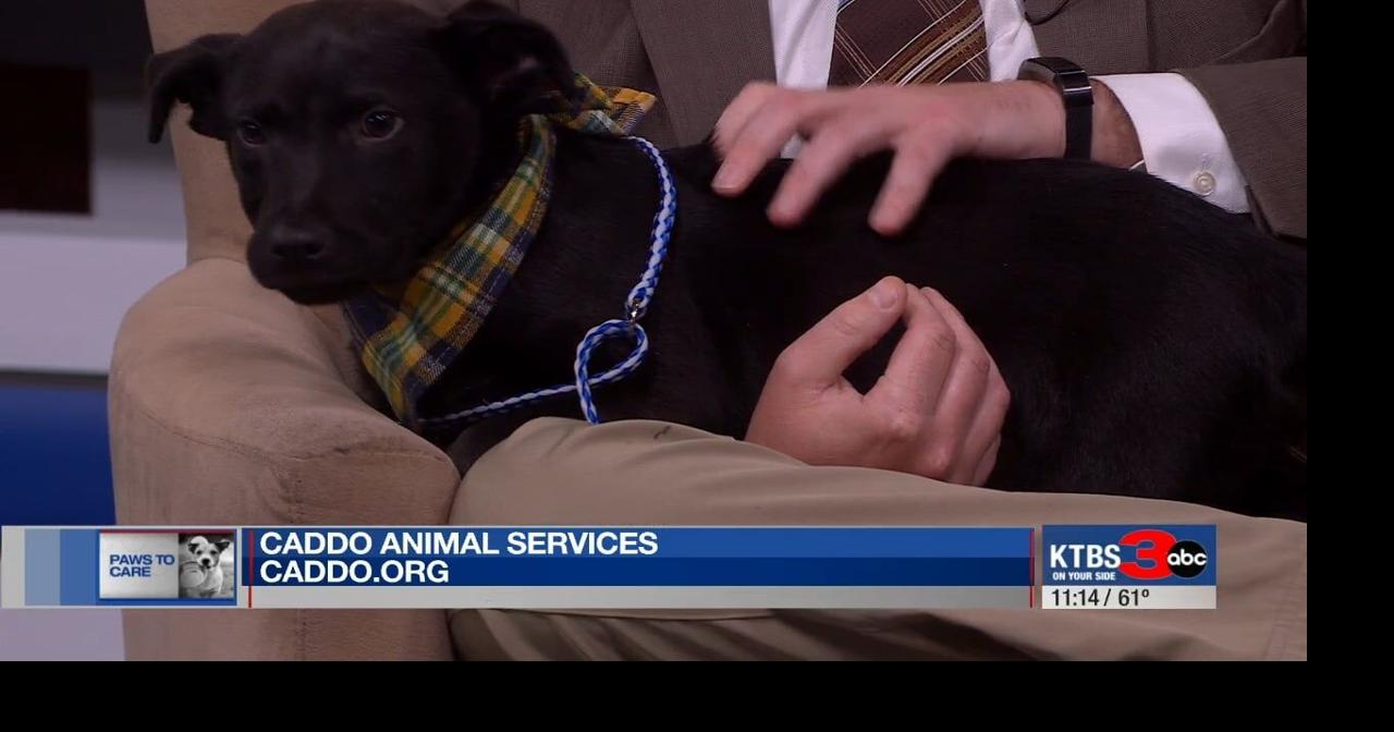 Paws to Care: Caddo Animal Services | Community | ktbs.com