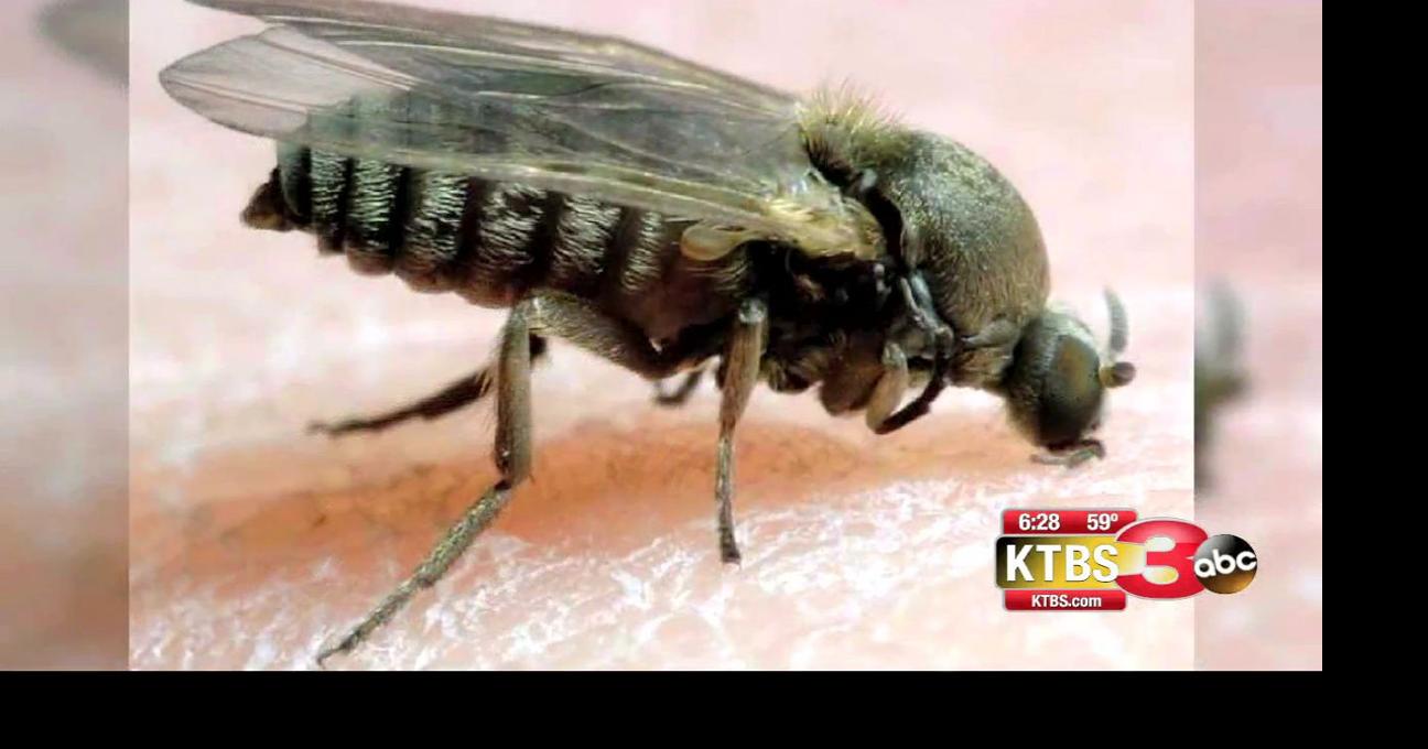 Buffalo Gnat outbreak possible in the Texarkana region | Texarkana ...
