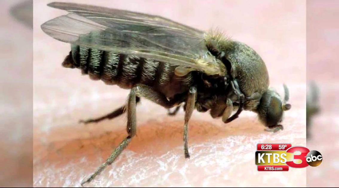 Buffalo Gnat Outbreak Possible In The Texarkana Region Texarkana