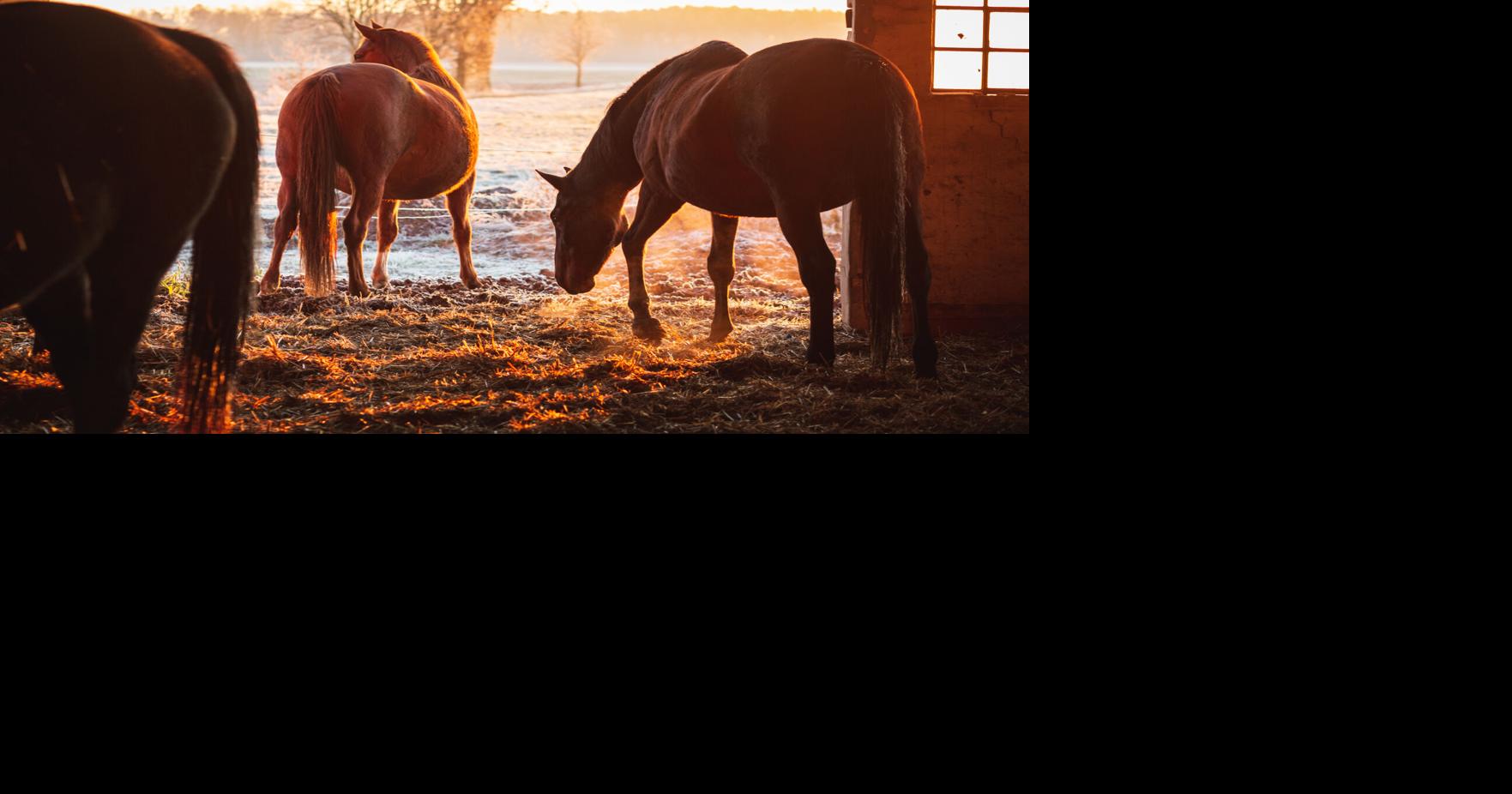 Protecting your animals from the winter weather | Winter Weather | ktbs.com