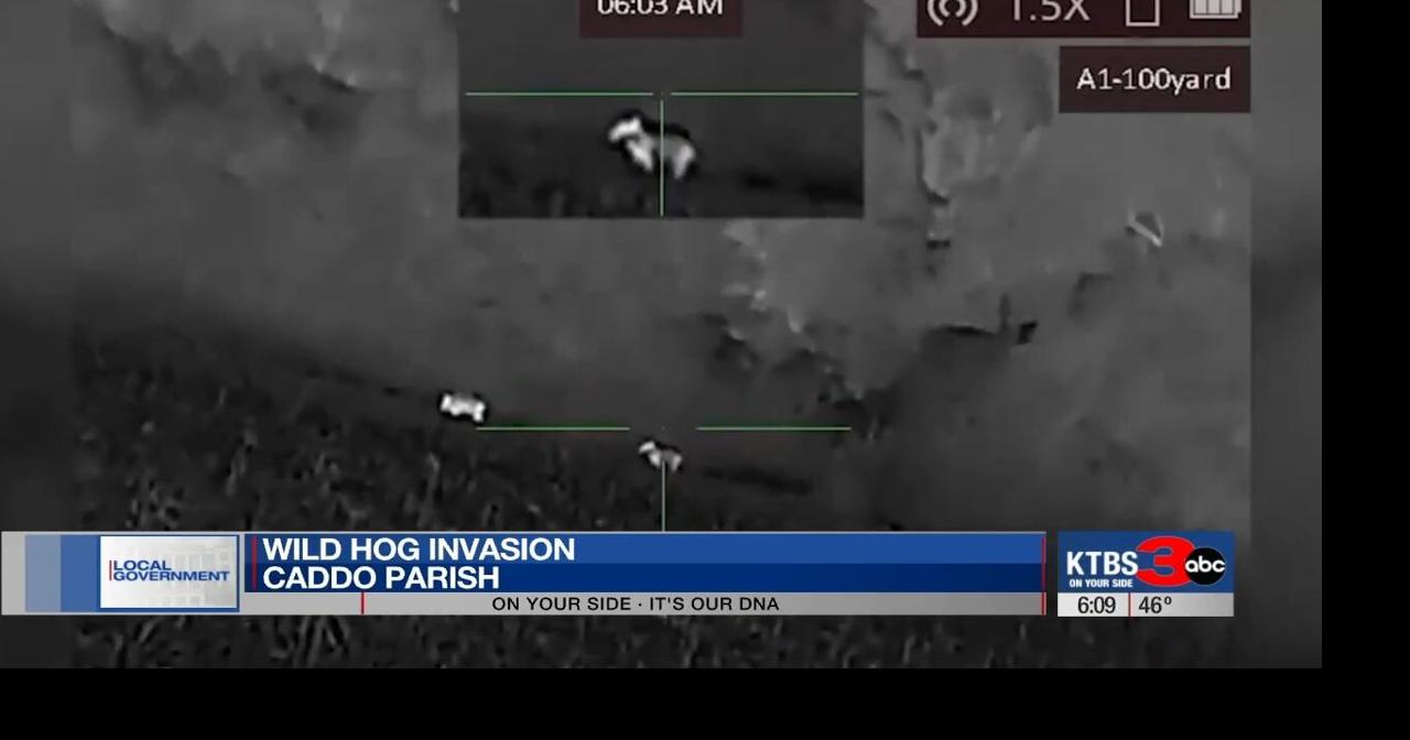 Caddo commissioners warn of exploding wild hog crisis | News | ktbs.com