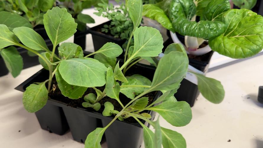 Fall planting season brings fresh opportunities for gardeners ...