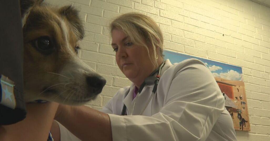 Shreveport teams with Caddo Parish to require pet sterilization | News ...
