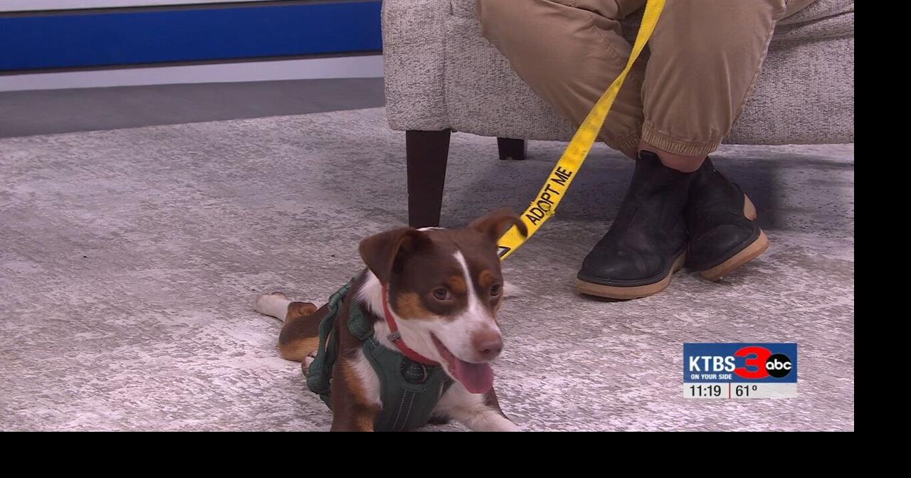 Paws to Care: Happy new year Fisher | Community | ktbs.com