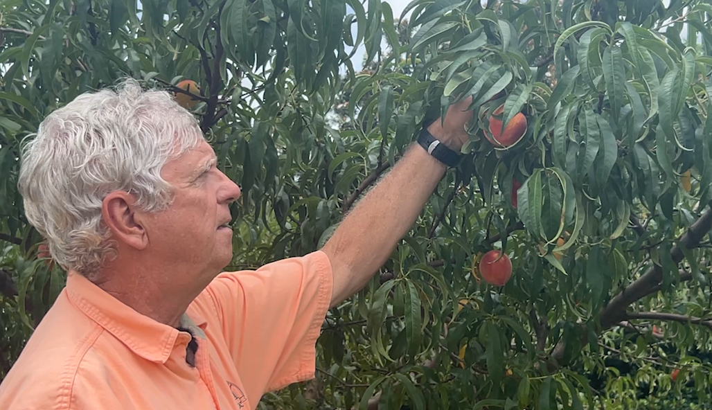 Ruston Peach Festival returns with sweet treats despite crop challenges ...